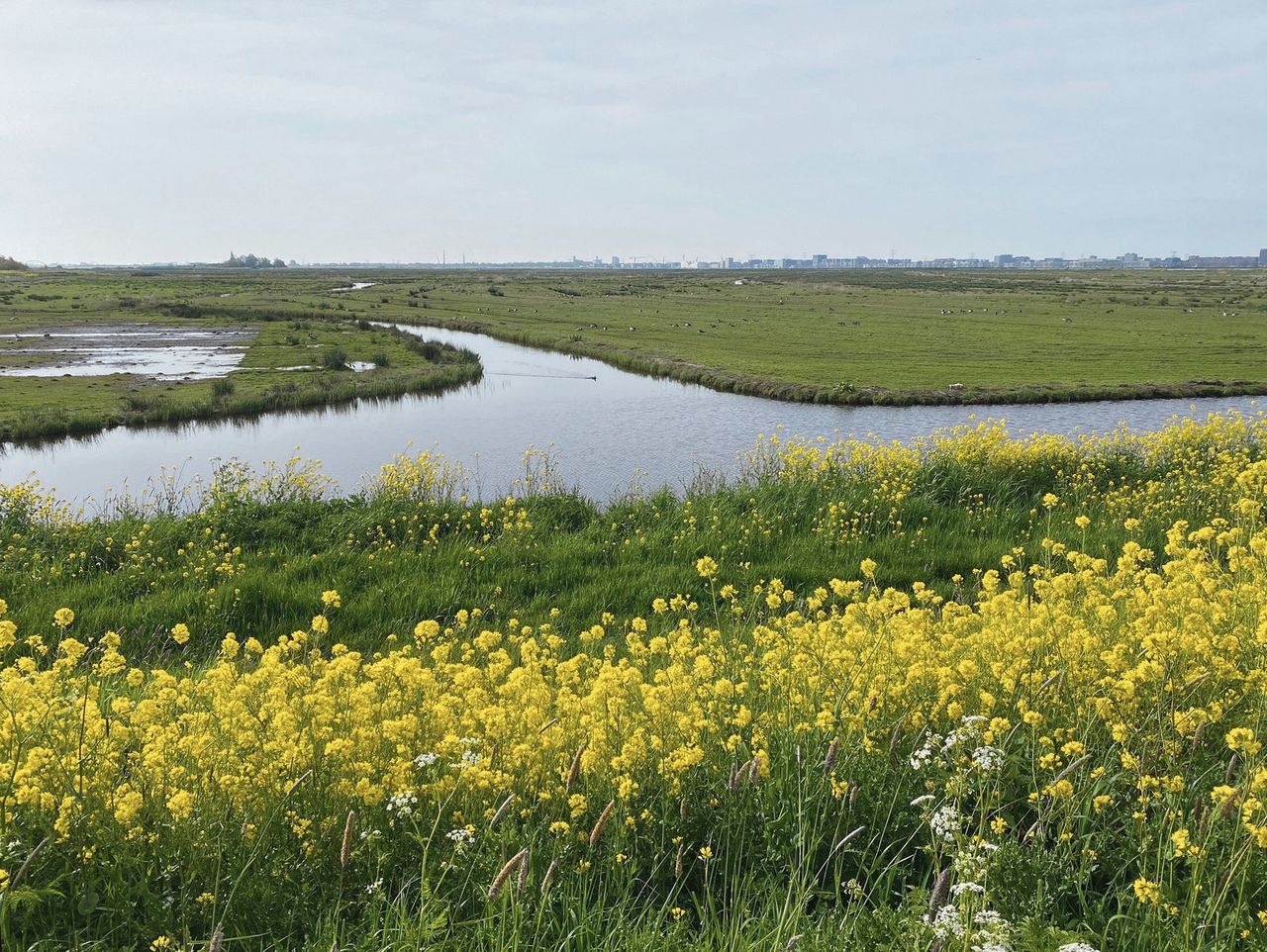 De tanden stukbijten op het verschil tussen raapzaad en koolzaad - NRC
