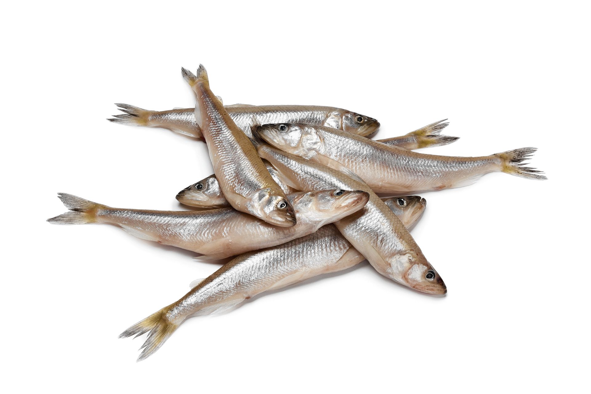 Gefrituurde sprot - NRC