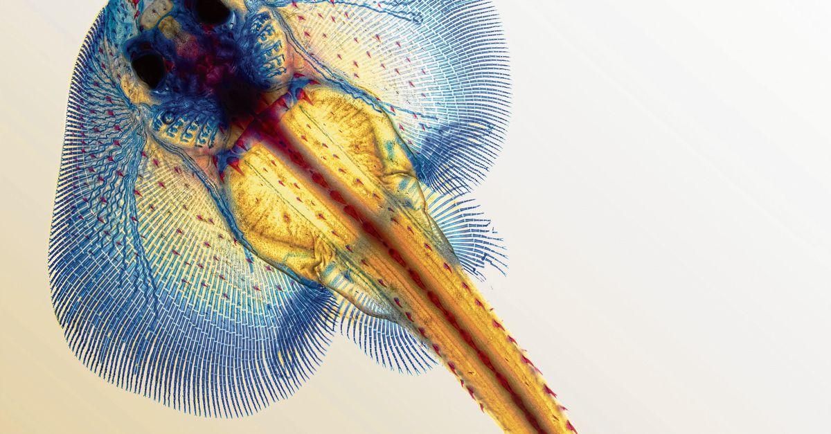 3D-dna maakt de rog zo plat - NRC