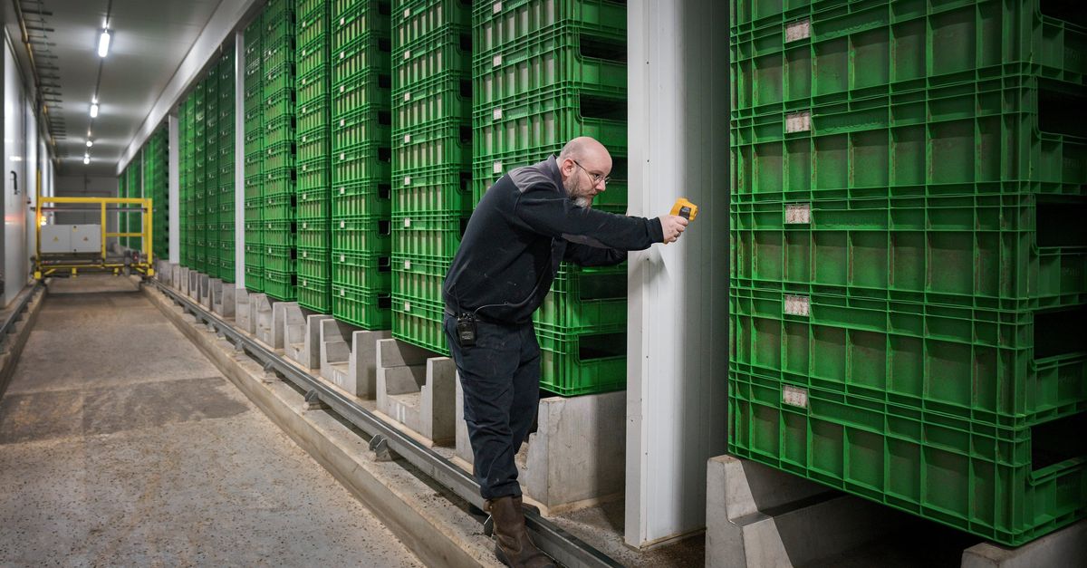Miljoenen larven kweken als alternatief vis- en veevoer - NRC