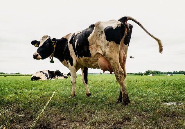 Koeien geven wat minder gas - NRC