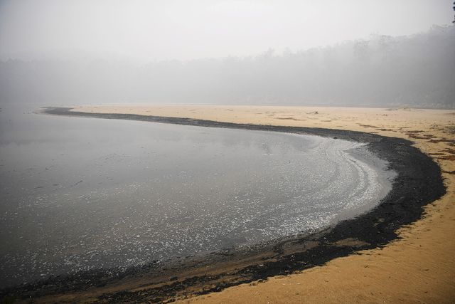 Bosbranden in Australië: verbrande koala’s en zwartgeblakerde bomen - NRC