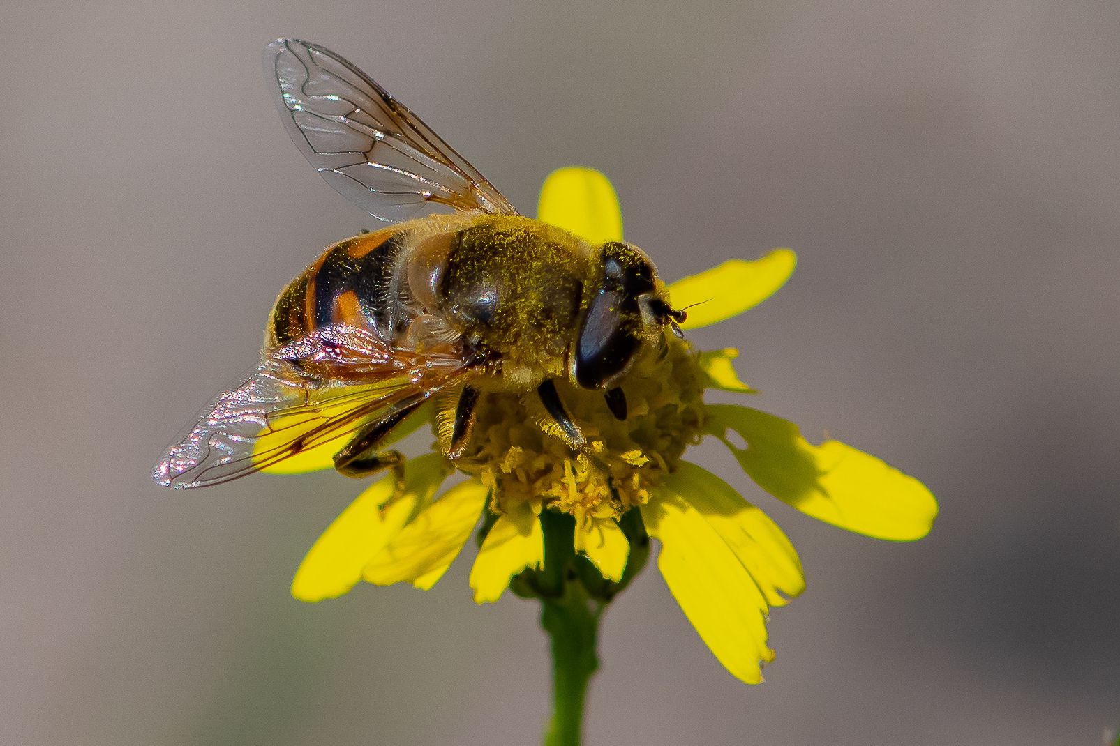 Het gaat slecht met de biodiversiteit in Nederland: ‘Het antwoord ligt ...