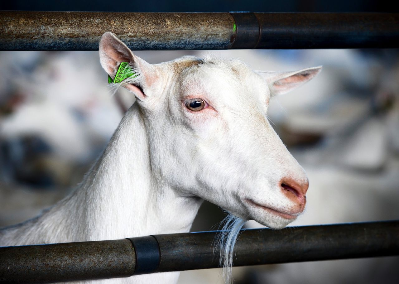 Miljoenen extra voor Q-koortspatiënten - NRC