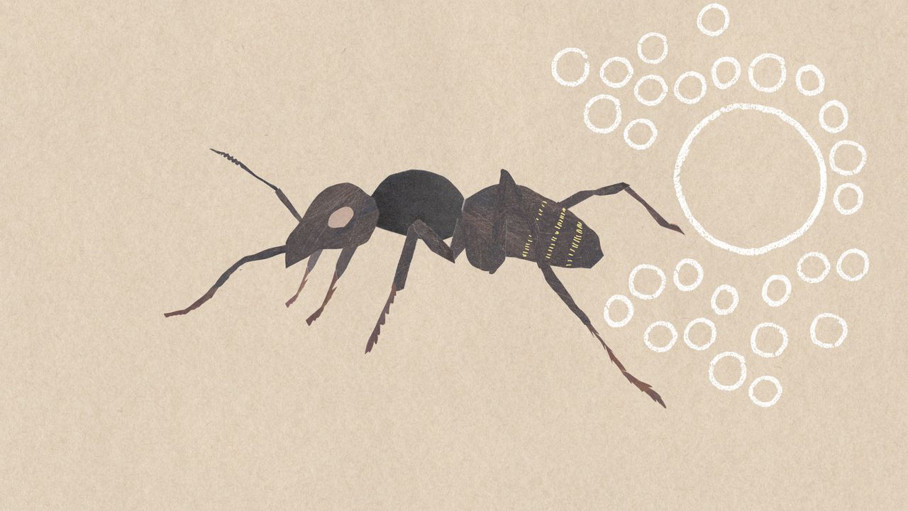 Moet ik me zorgen maken over zilvervisjes in huis? Twaalf ...