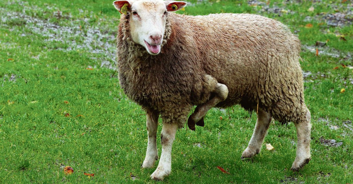Aangeboden: schaap met vijf poten - NRC