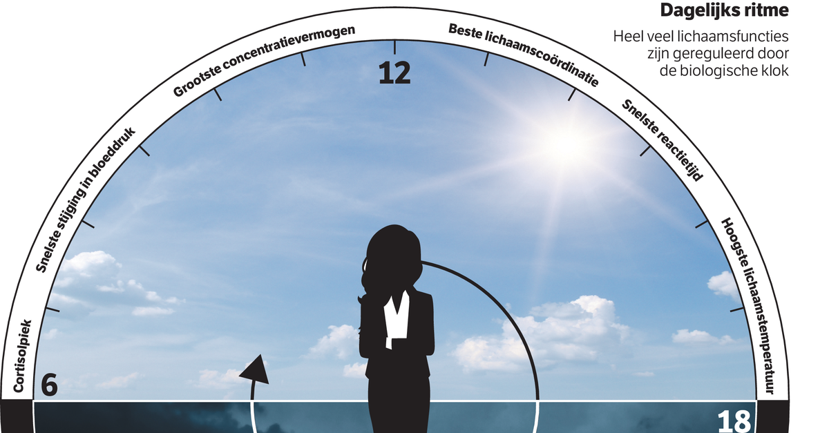 Ons dagelijks ritme ontrafeld - NRC