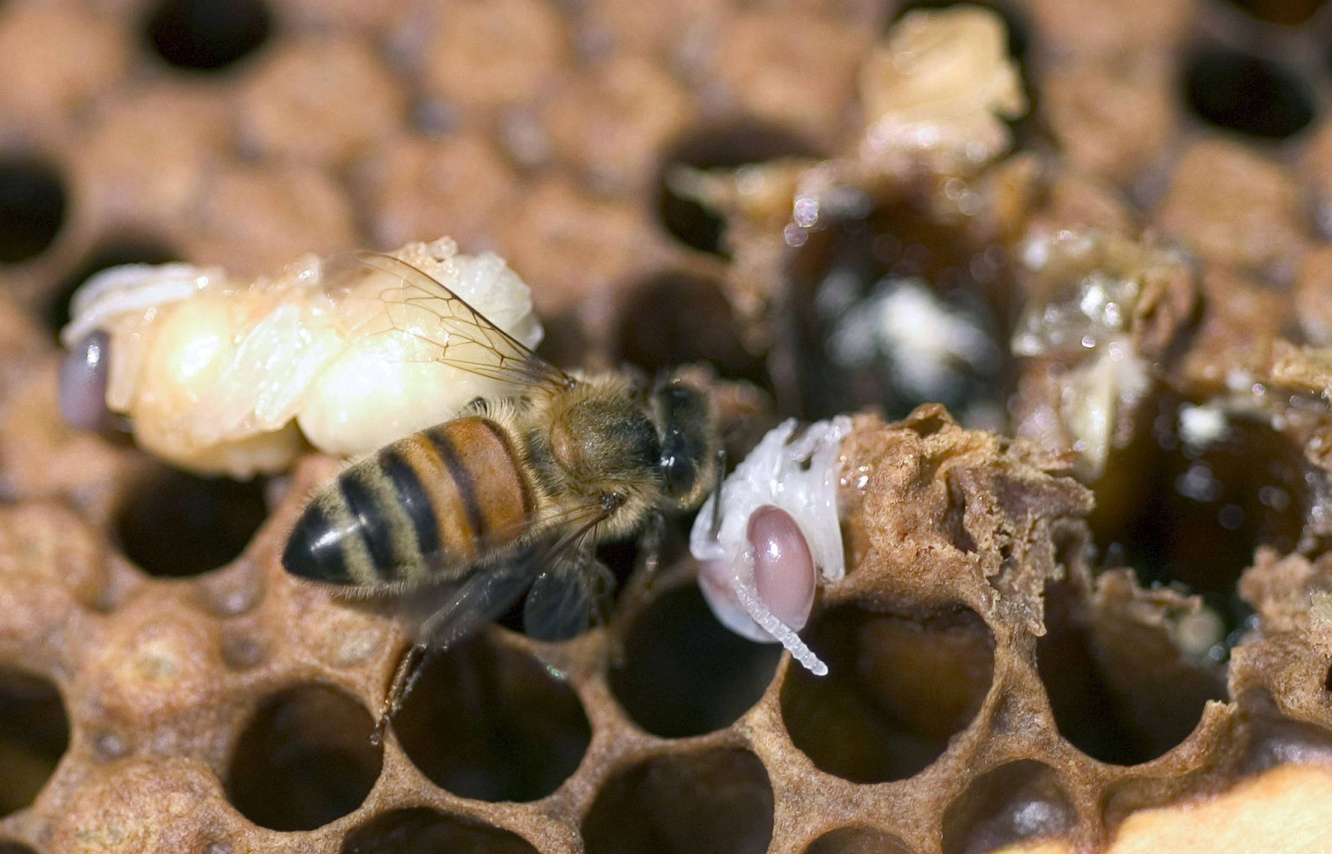 Dode bij-ervaringen - NRC