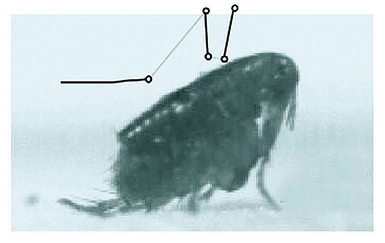 Snelle film laat zien: de vlo springt vanuit zijn onderbenen - NRC