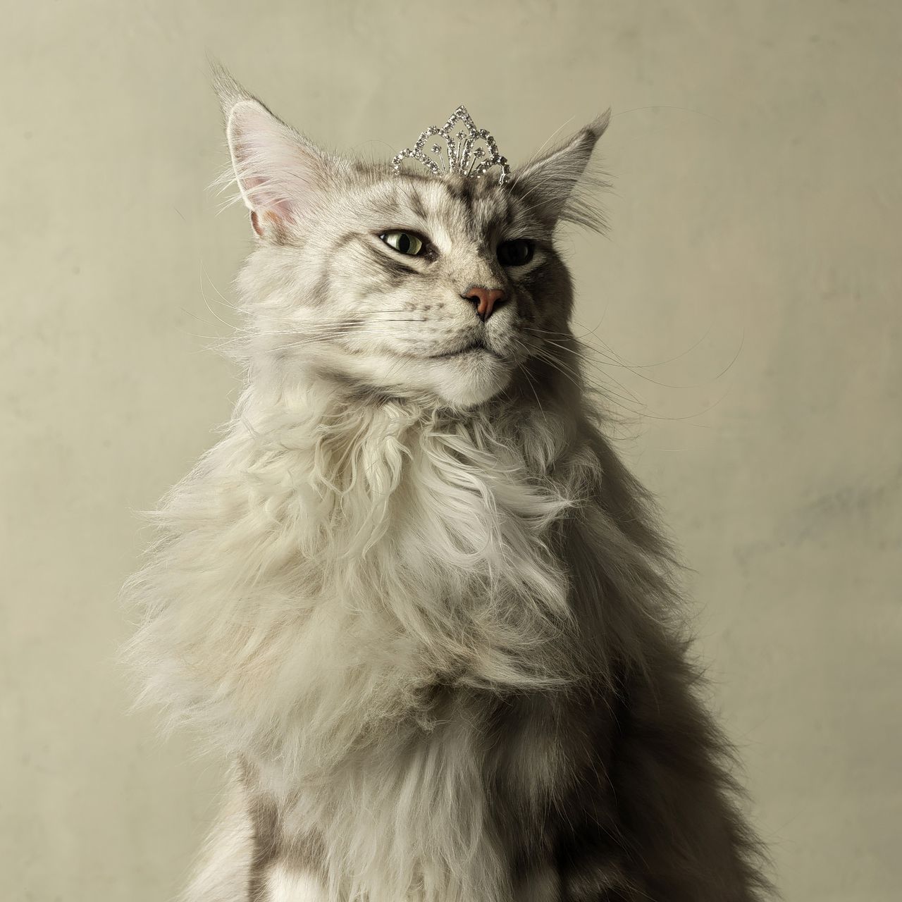 Kattenplaatjes kijken in het museum - NRC