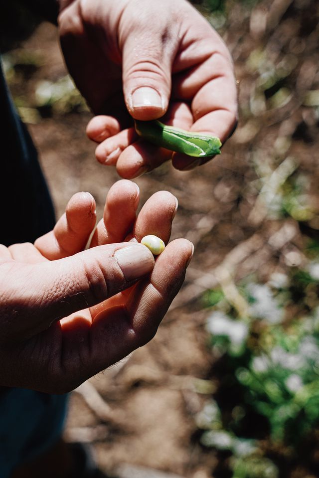 De peulboon was verdwenen, maar is terug op Nederlandse bodem - NRC