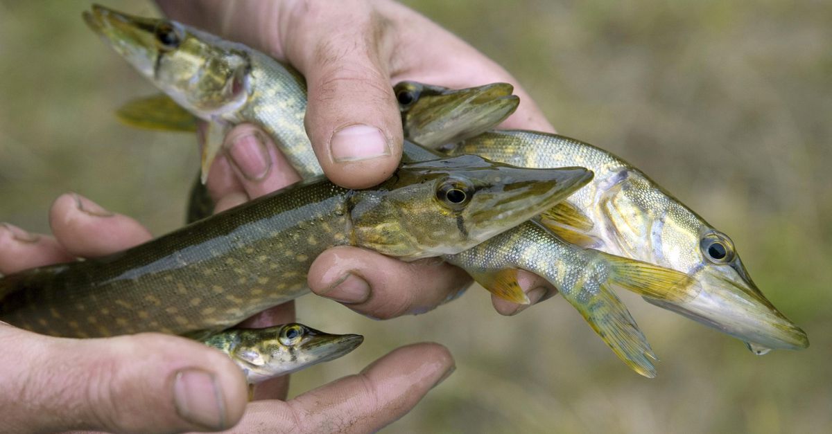 De slimheid van een vis - NRC