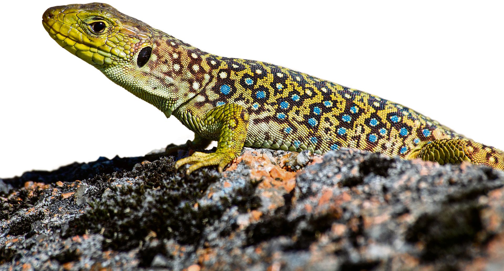 De wiskunde lééft op deze hagedis - NRC