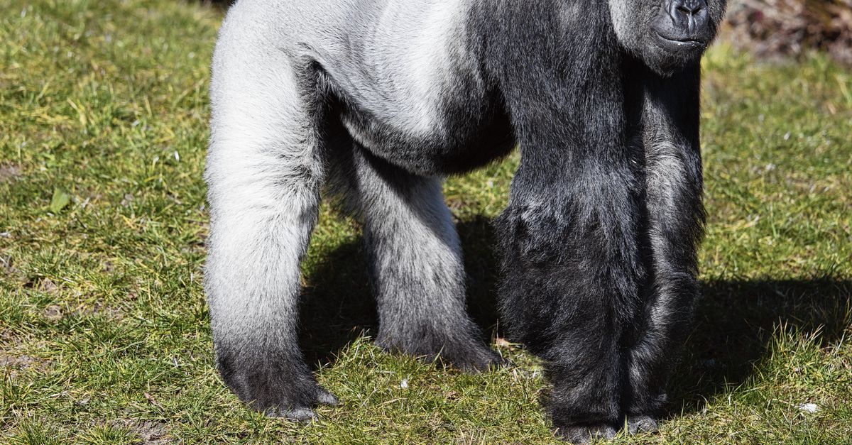 Opinie | Een mensaap zet je niet op – en zeker Bokito niet - NRC