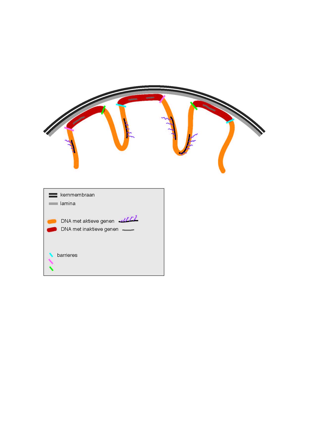 DNA hangt met zijn inactieve delen aan de kernwand - NRC