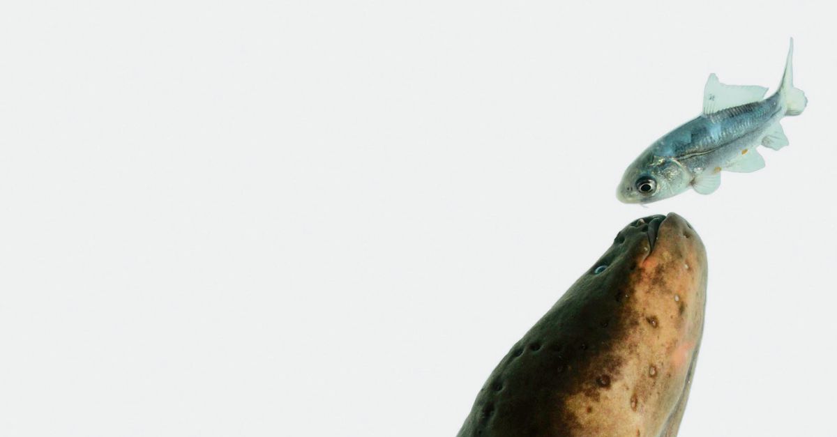 De sidderaal verlamt zijn prooi met een stroomstootwapen - NRC