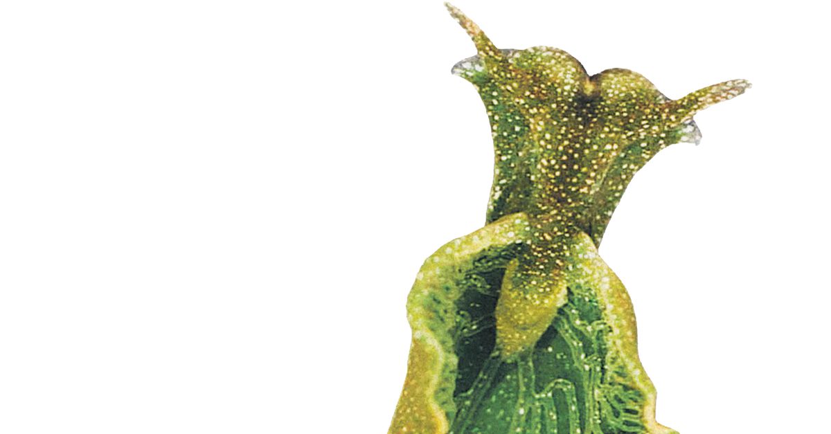 Dit slakje eet groene dingen. Dus is hij groen - NRC