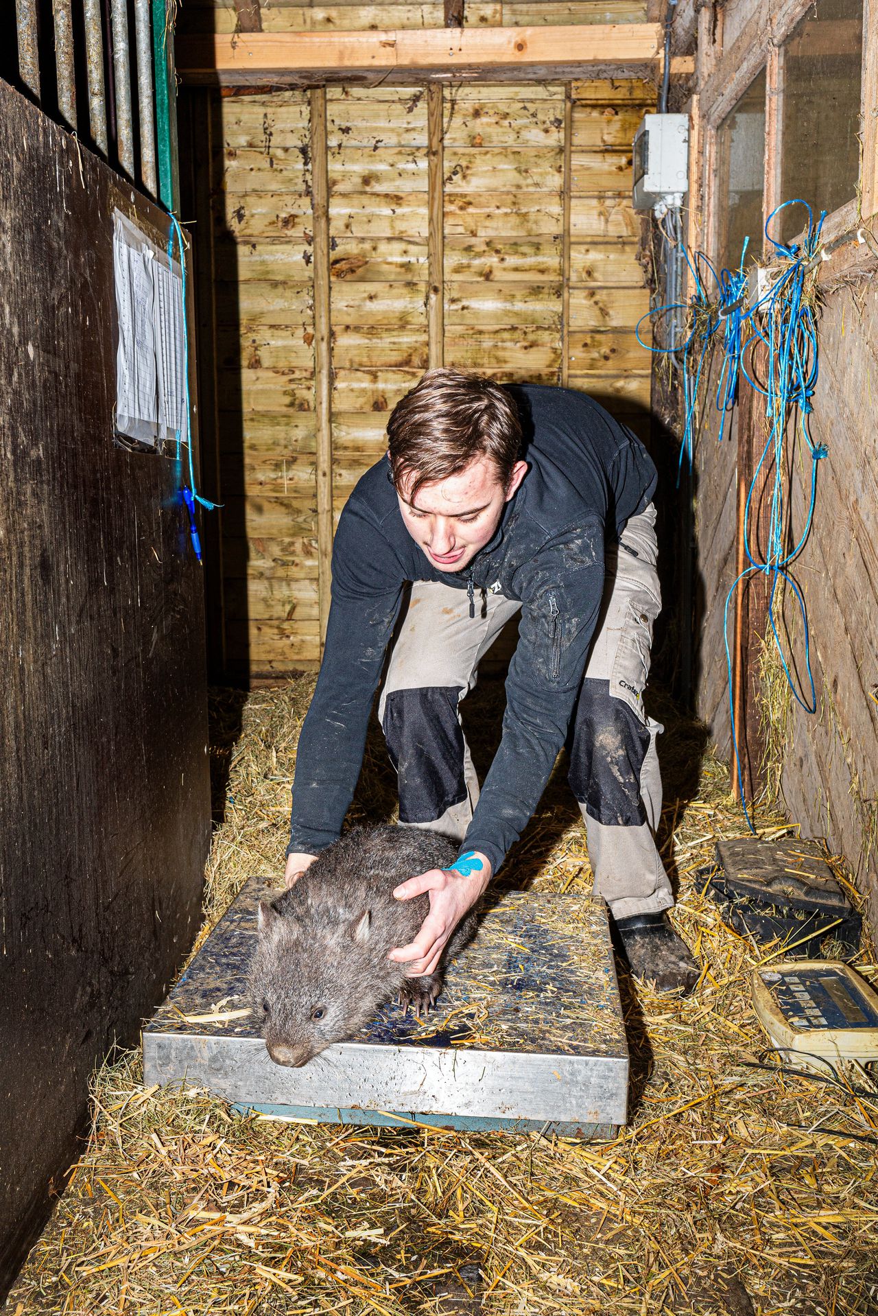 De poep van de Nederlandse wombat bestaat uit zachte kubusjes - NRC