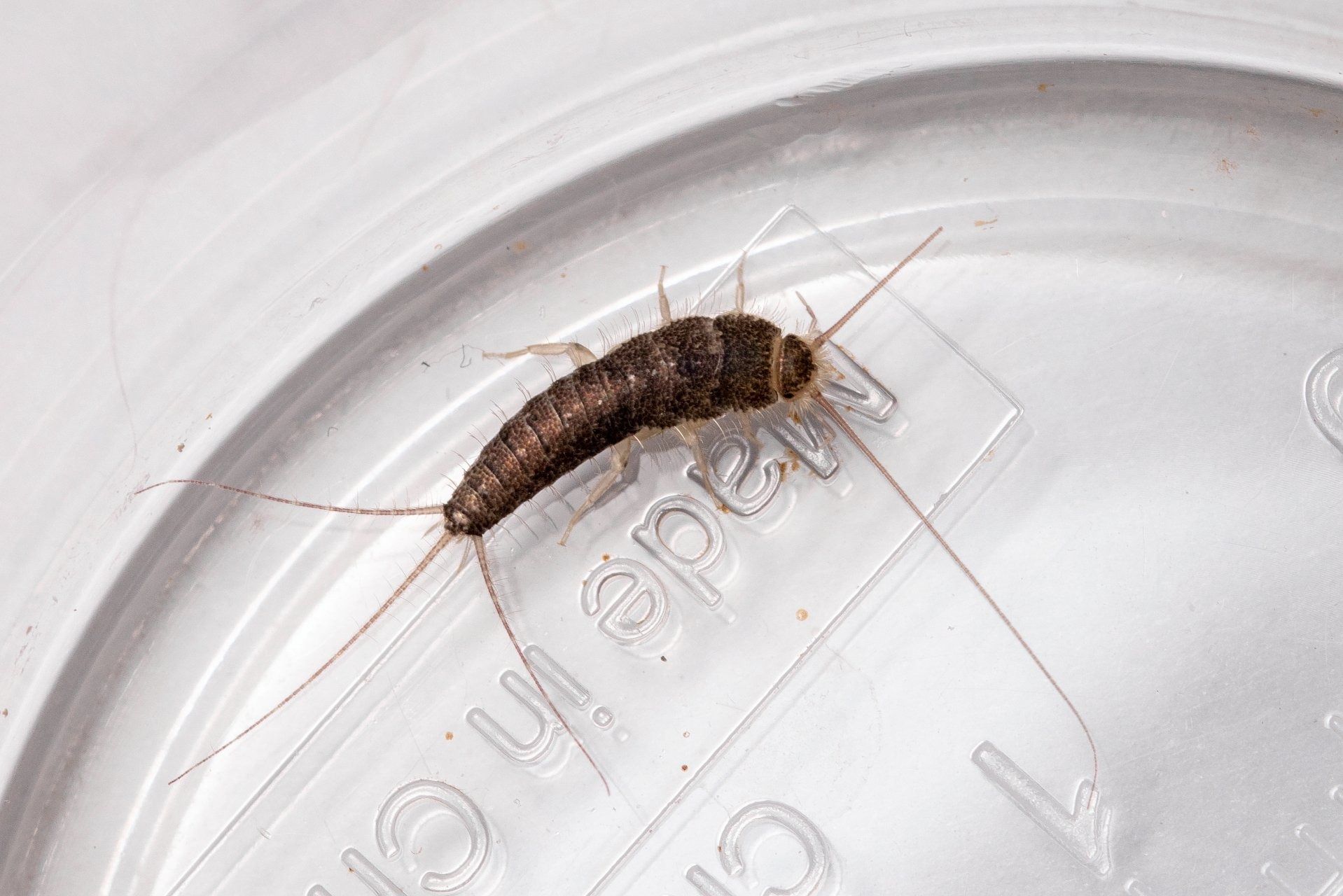 Papiervisjes vreten papier - NRC