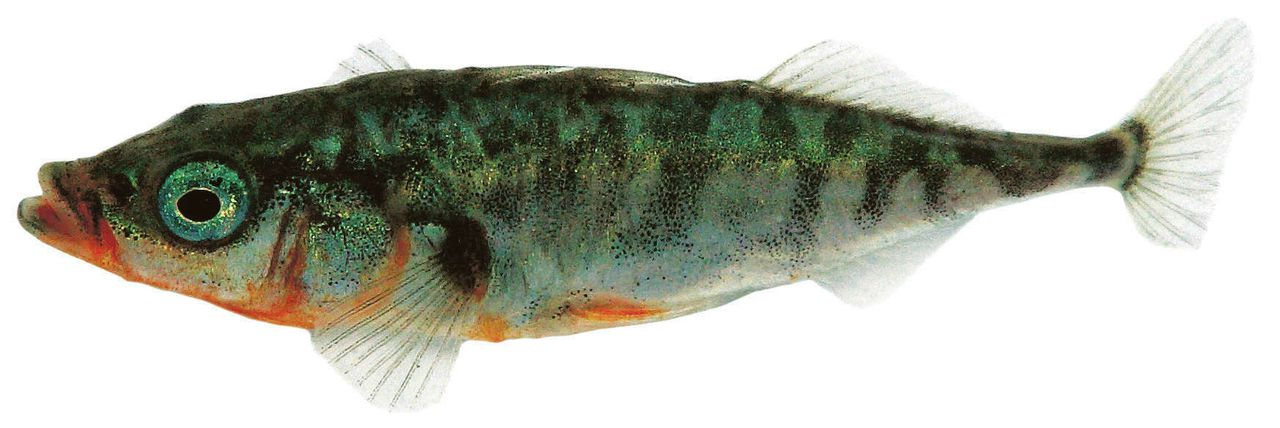 Vis valt voor blauwe ogen - NRC