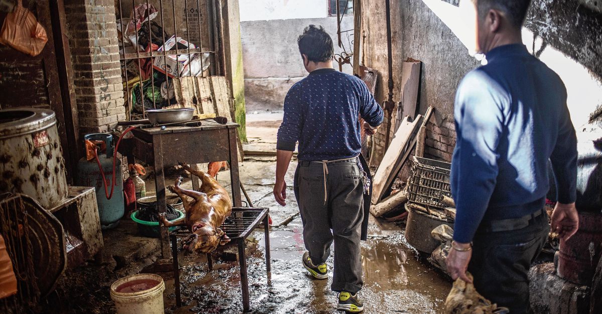 In China moeten civetkat en slangengal van het menu - NRC