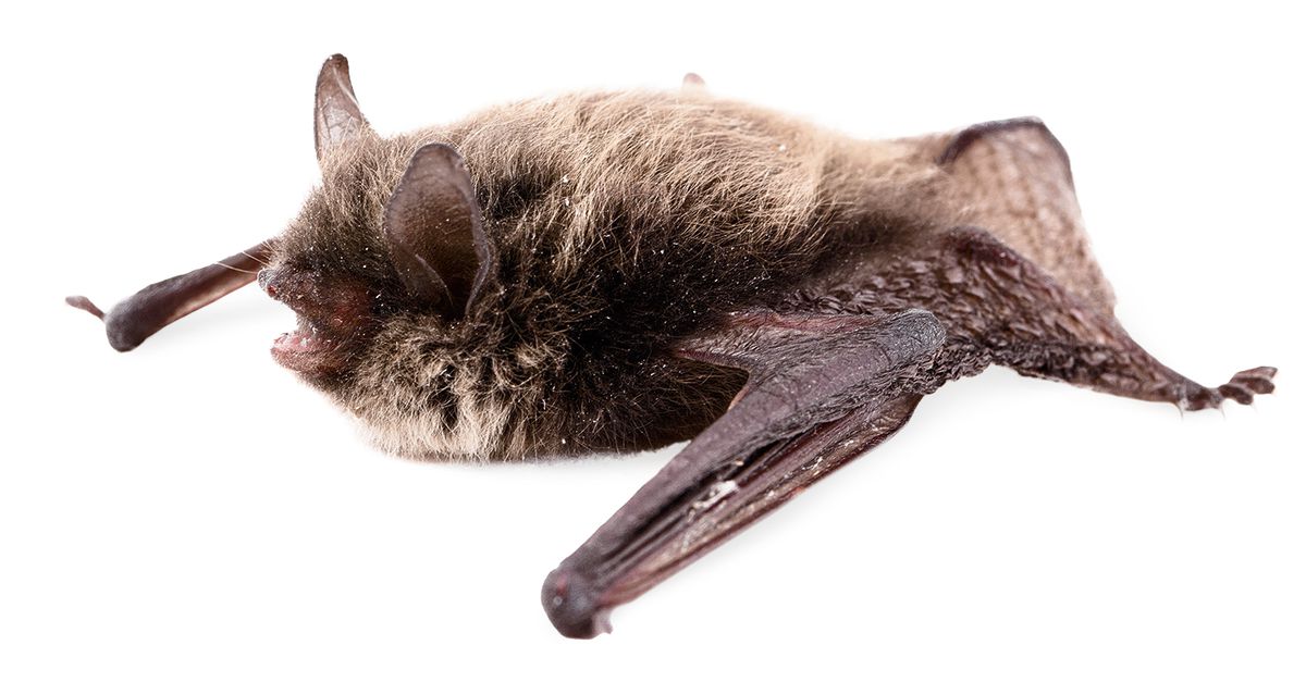 Vleermuis - NRC