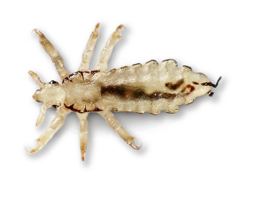 Waarom zijn luizen onuitroeibaar? - NRC