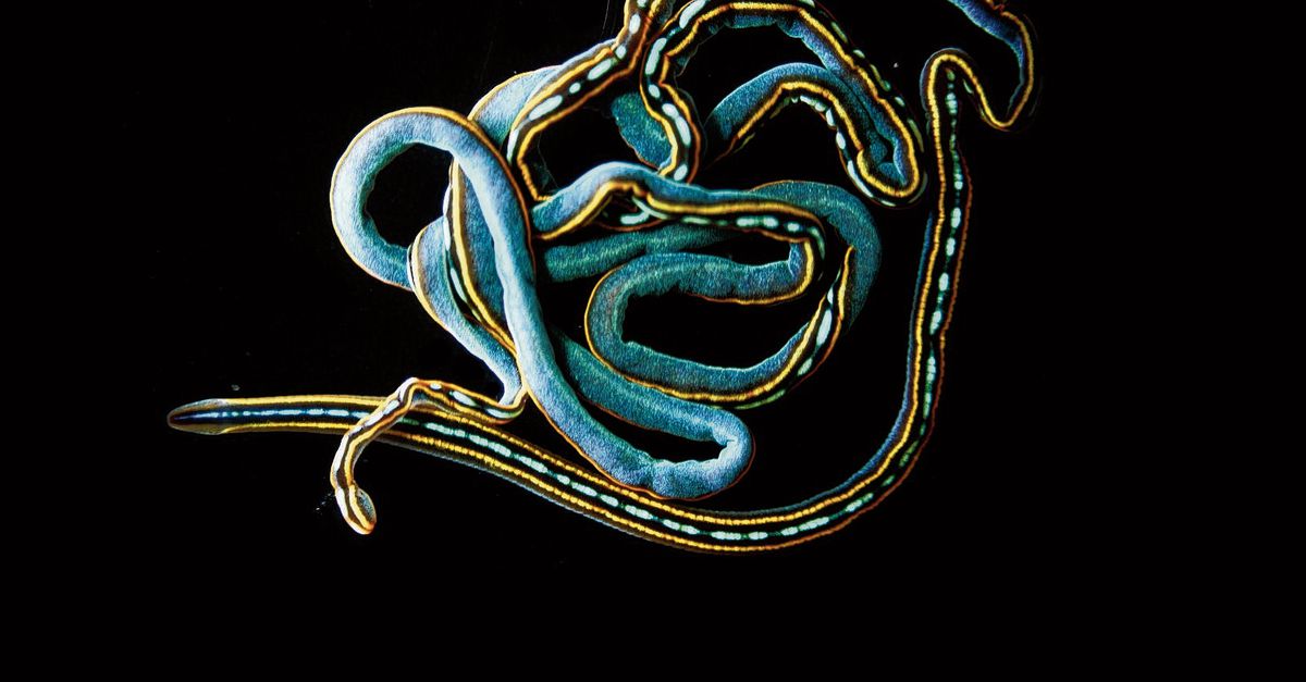 Kleurrijke zeeworm - NRC