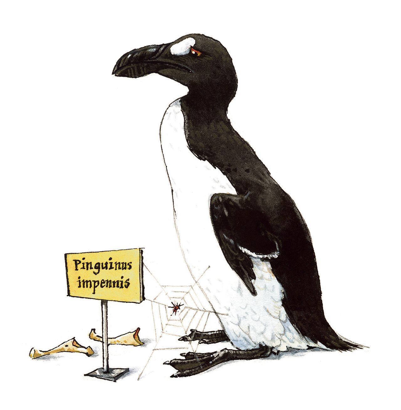 Verdwenen reuzenalk keert klein beetje terug - NRC