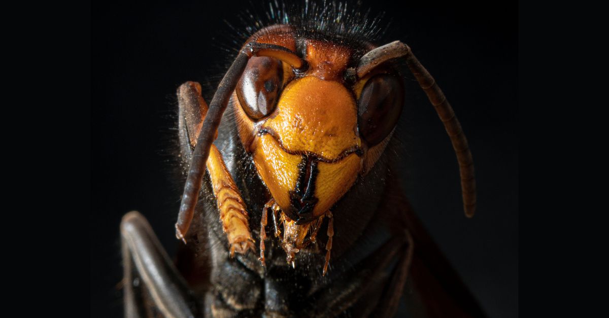 Nieuwe beestjes in Nederland - we zullen er maar aan moeten wennen - NRC