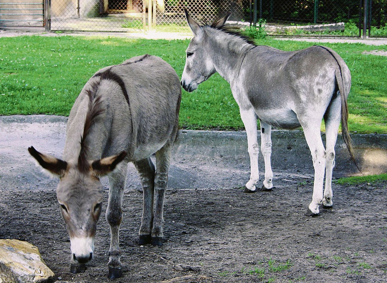Wat de liefde tussen twee ezels vertelt over de toestand van Polen - NRC