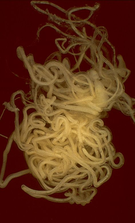 Worm blijkt oorzaak mysterieuze knikkebolziekte - NRC