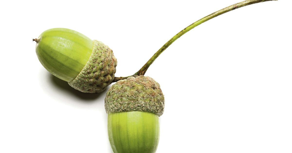 Waar komen al die eikels vandaan? - NRC