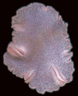 maar misschien was een trichoplax-achtige eerder dan de sponzen - NRC