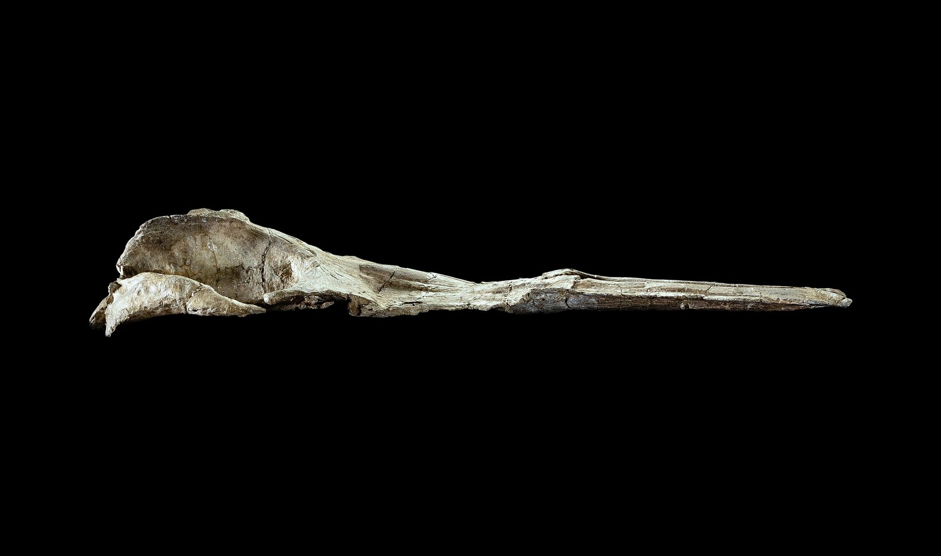 Fossiele walvis was een tandenloze vissenslurper - NRC