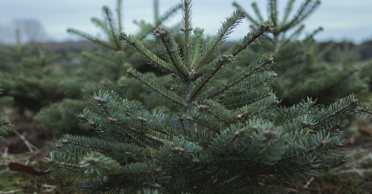 De weg van de kerstboom - NRC