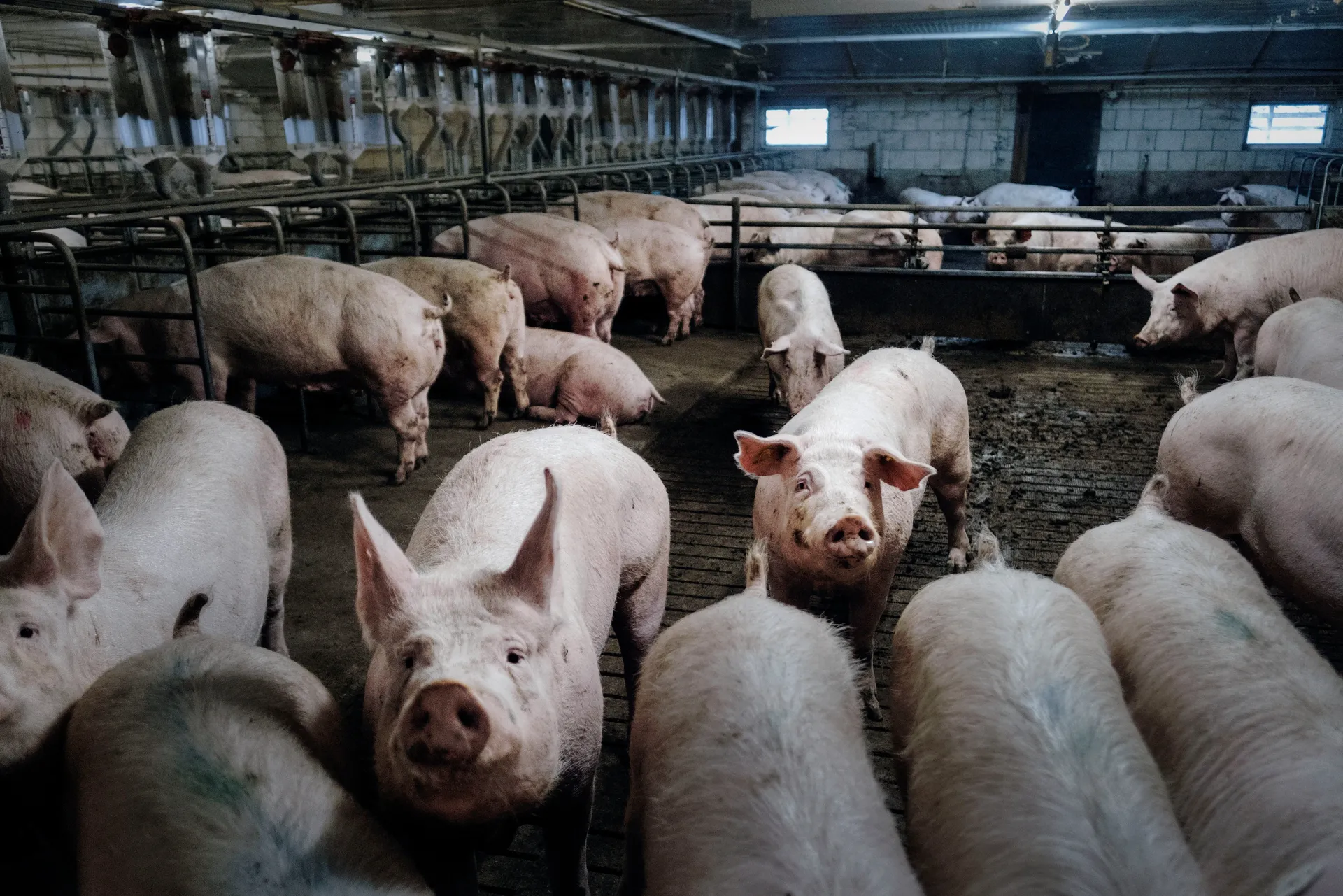 Opinie | Een vertaalapp is niet nodig om te weten wat krijsende varkens ...