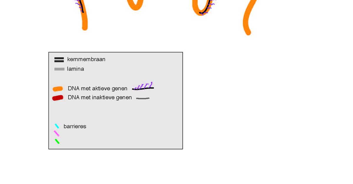 DNA hangt met zijn inactieve delen aan de kernwand - NRC