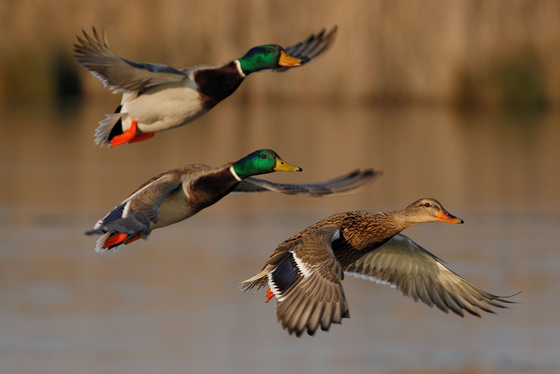 Opinie | Jaar van de Wilde Eend, wordt-ie toch afgeschoten - NRC