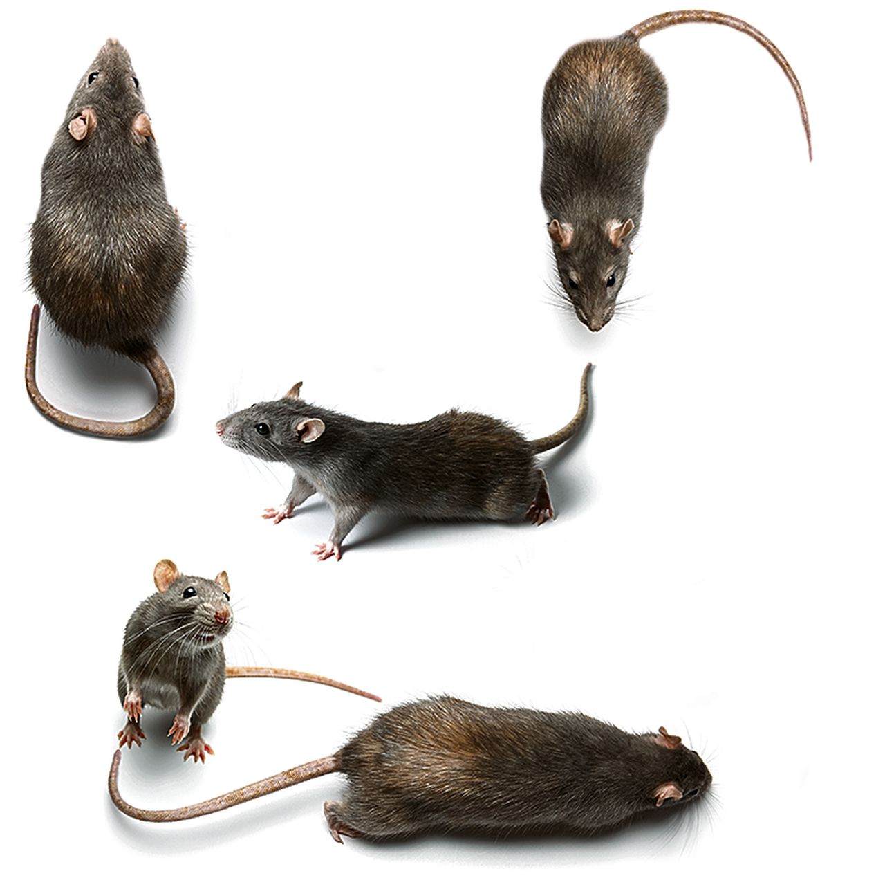 NRC checkt: “Meer ratten dan mensen in ‘Ratterdam’” - NRC