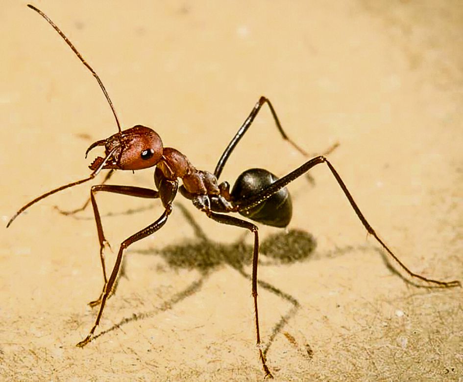 Mier vindt zelfs achterstevoren zijn nest nog terug - NRC