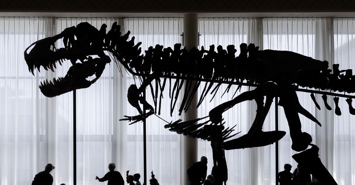 T. rex moet een make-over krijgen, want hij had vermoedelijk lippen - NRC