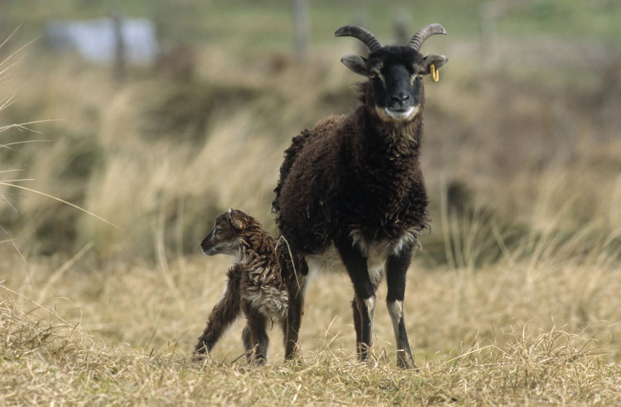 Soay-schaap betaalt hoge prijs voor het bezit van fraaie hoorns - NRC