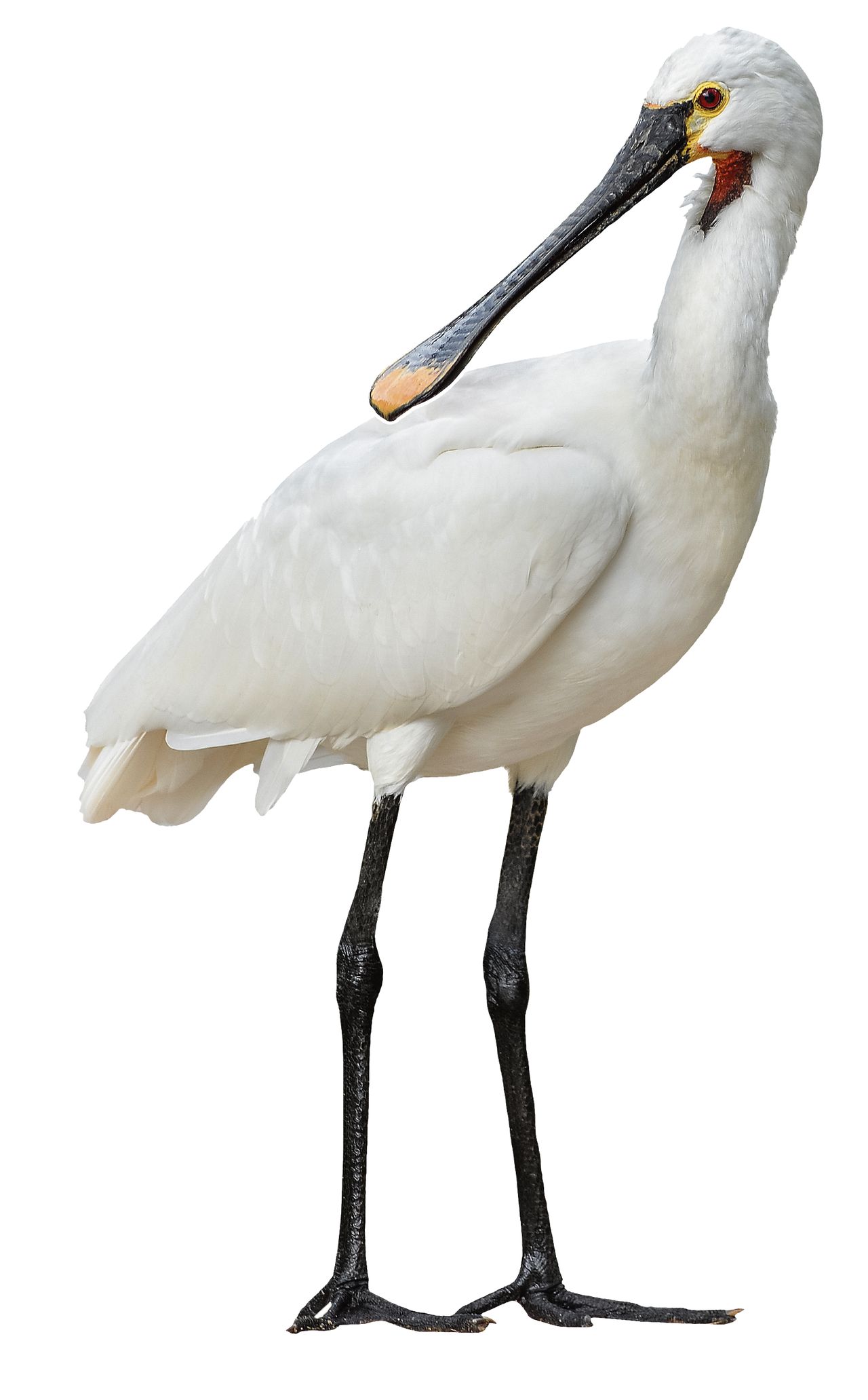 Lepelaar op reigernest - NRC