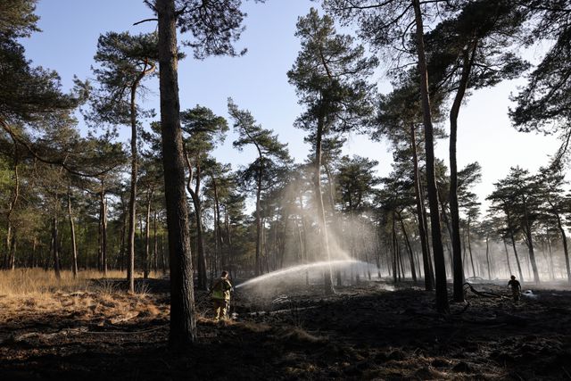Grote brand in bosgebied bij Brabantse Drunen, brandweer hele nacht ...