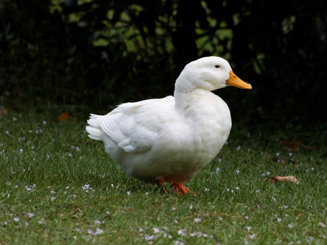 Pekingeend zwaarlijvig door ‘vleesgen’ - NRC