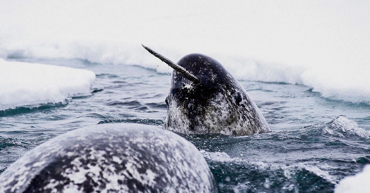 De narwal hoort nu ook bij Nederland - NRC