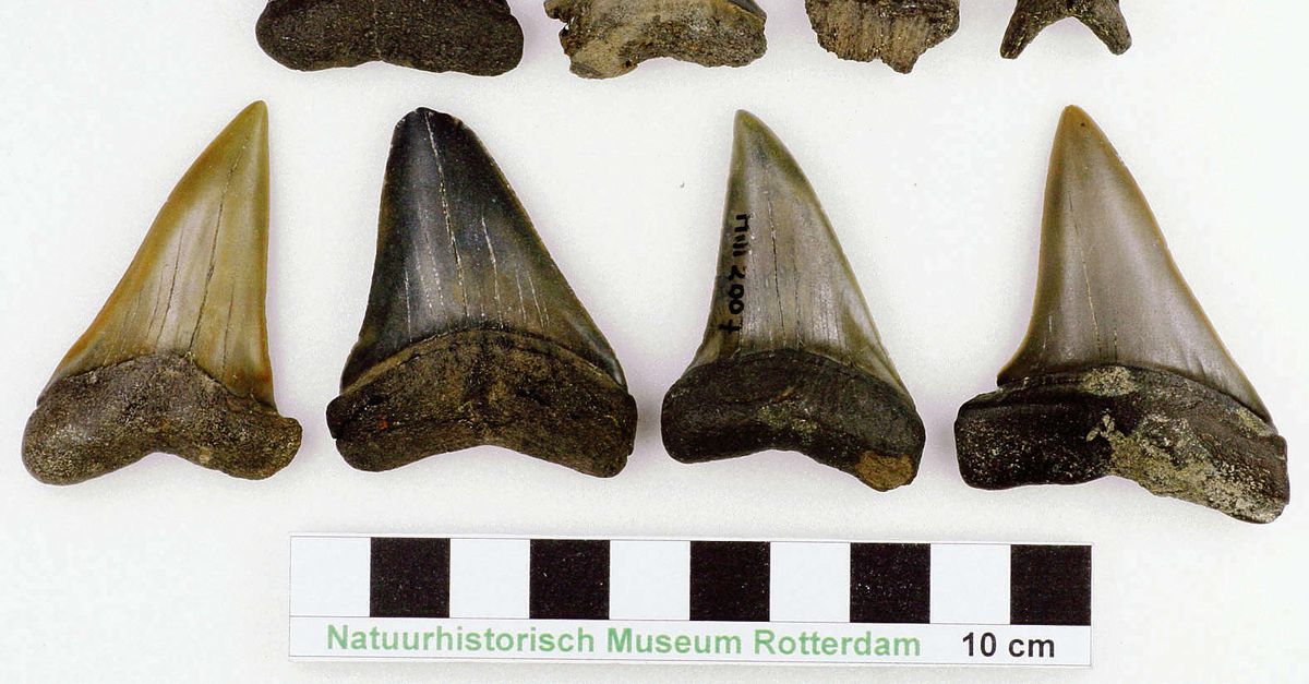 Haaientanden zoeken - NRC