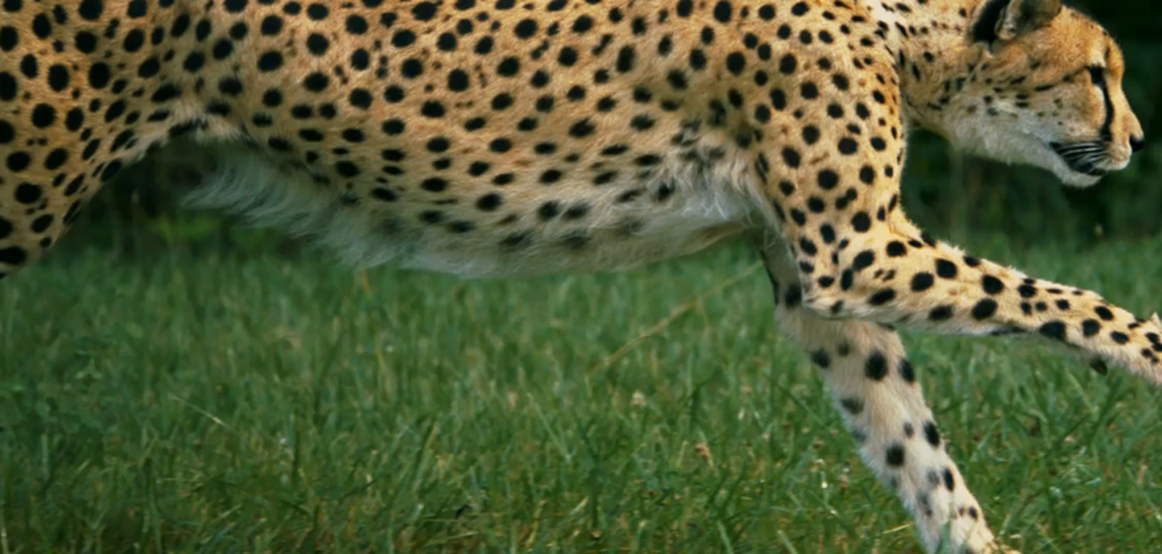 In slow motion: het snelste landdier ter wereld in volle sprint - NRC