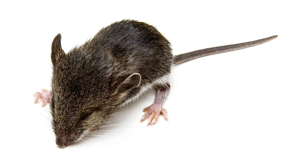 New Yorkse muizen ontwikkelen eigen soort - NRC